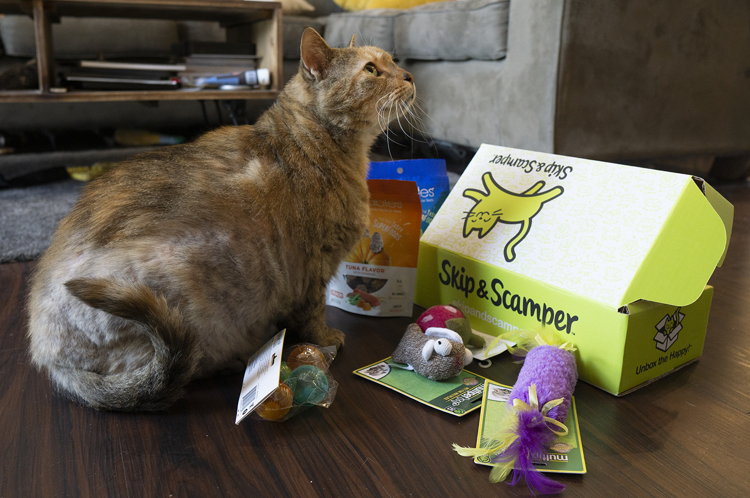 10 Tips For A Happy Cat – Skip and Scamper